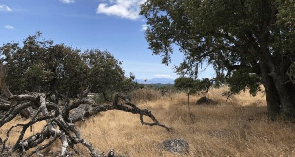 Michako Trail - Mount Burdell Open Space