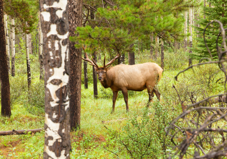 10 Best Places To Hunt in British Columbia - AdventureHacks